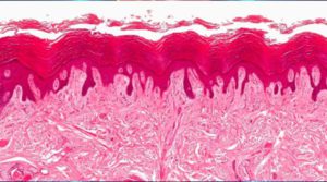 Você Conhece O Interstício? - Clínica Hepatogastro